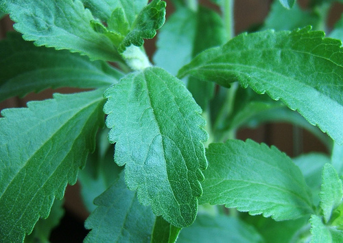 Stevia A Natural Sugar Alternative