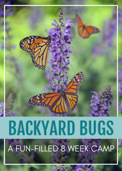 Backyard Bugs! Fun Summer Camp for the Whole Family